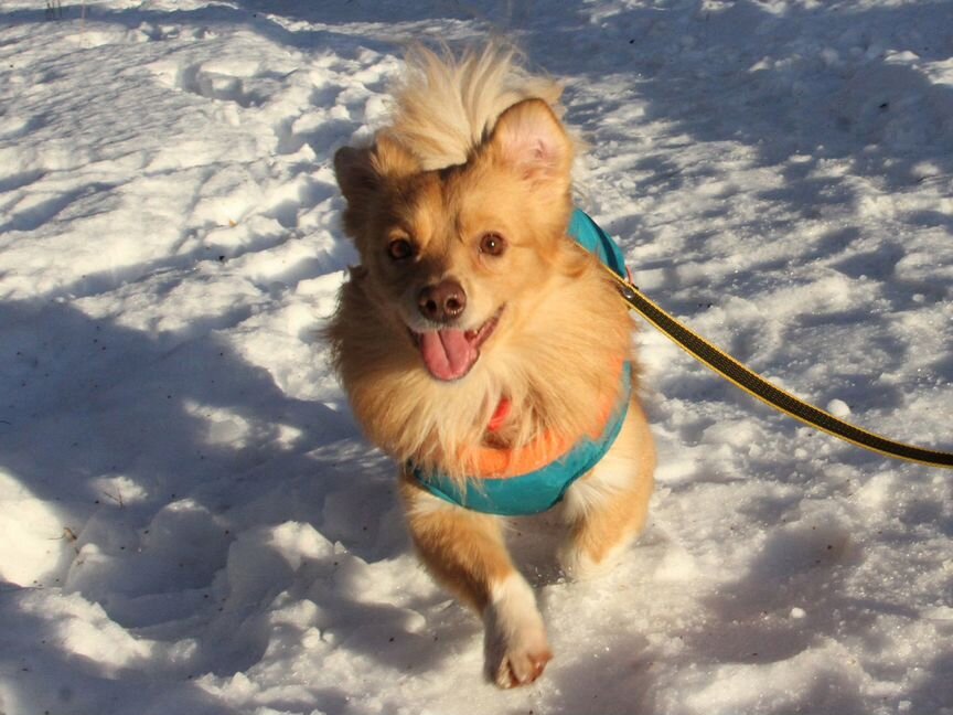 Маленькая собака