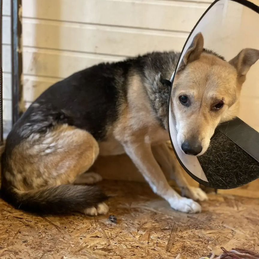 Взрослая собака в добрые руки