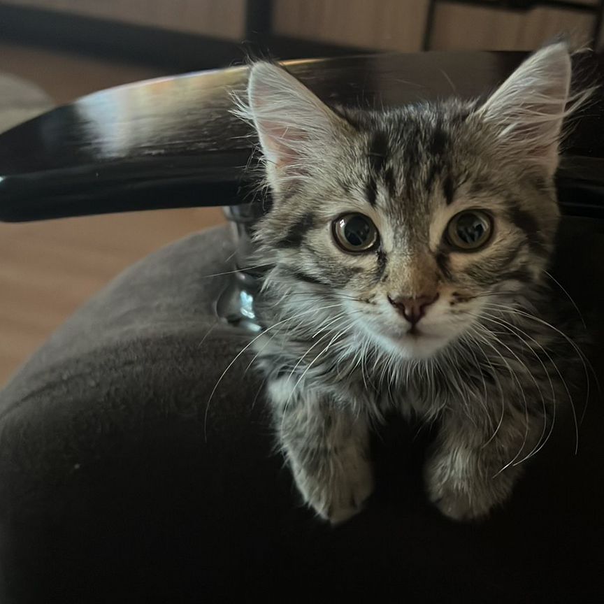 Сибирский котёнок