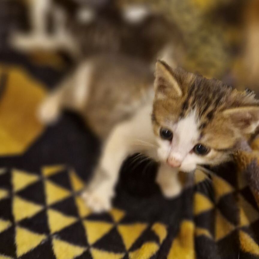 Котята в добрые руки бесплатно