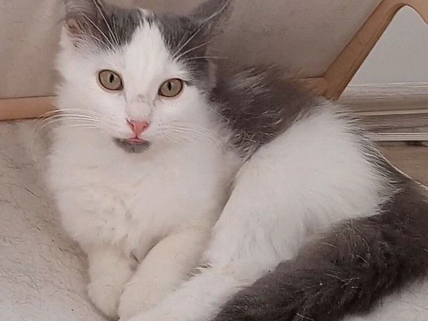 Котёнок ищет дом