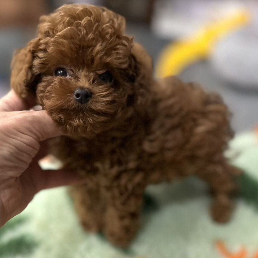 Пудель, щенок