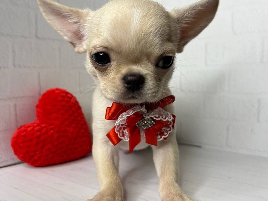 Щенки чихуахуа