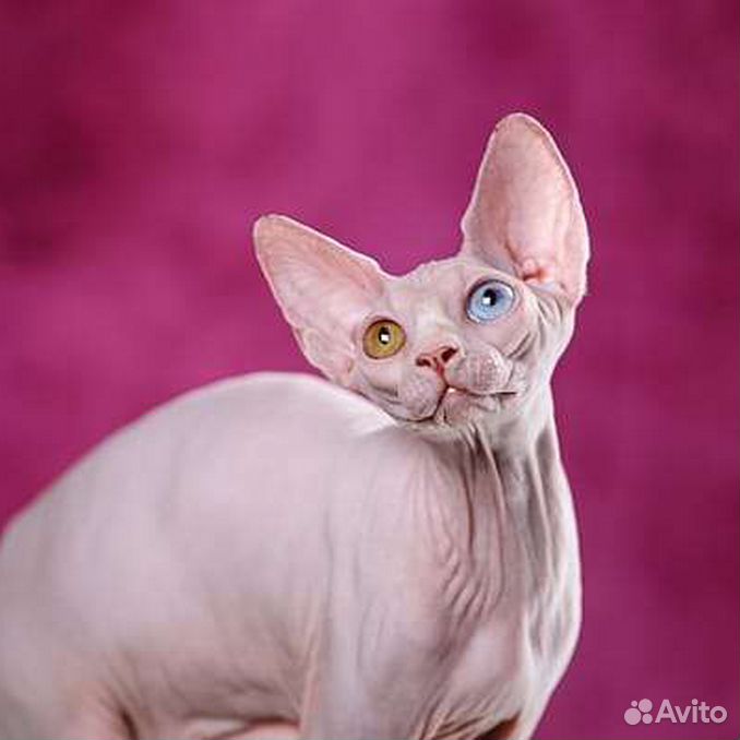 Канадский сфинкс бамбино, эльф, двэльф