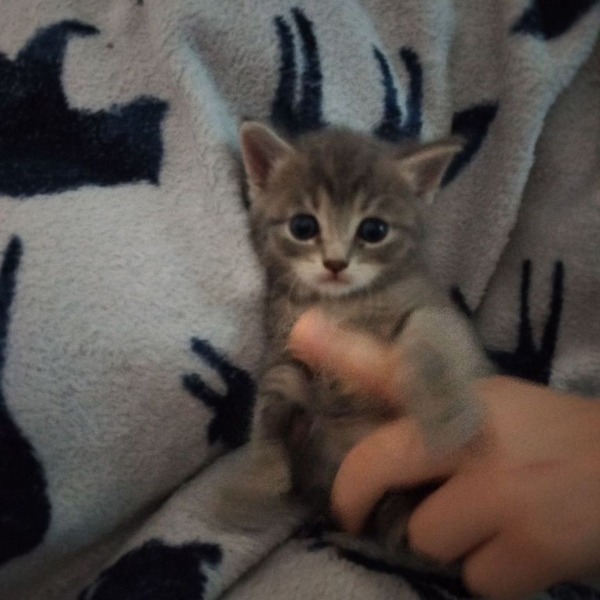 Британский длинношёрстный котёнок