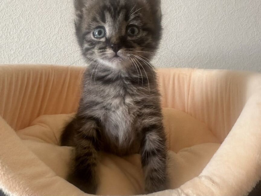 Очаровательный малыш ищет дом