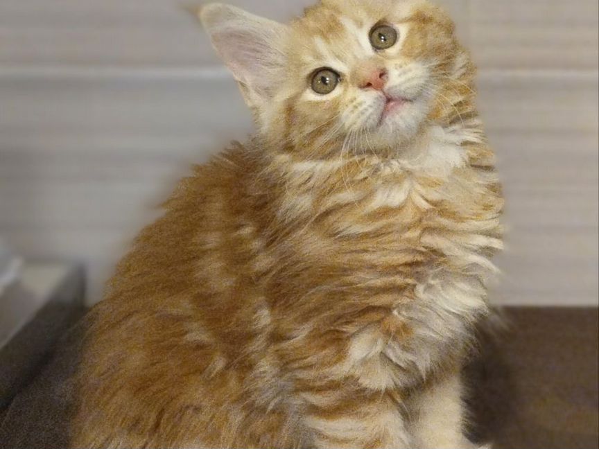 Котята мейн-кун