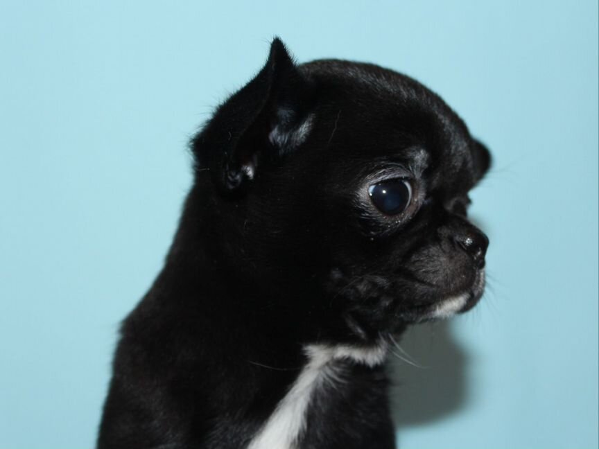 Малыши чихуашки