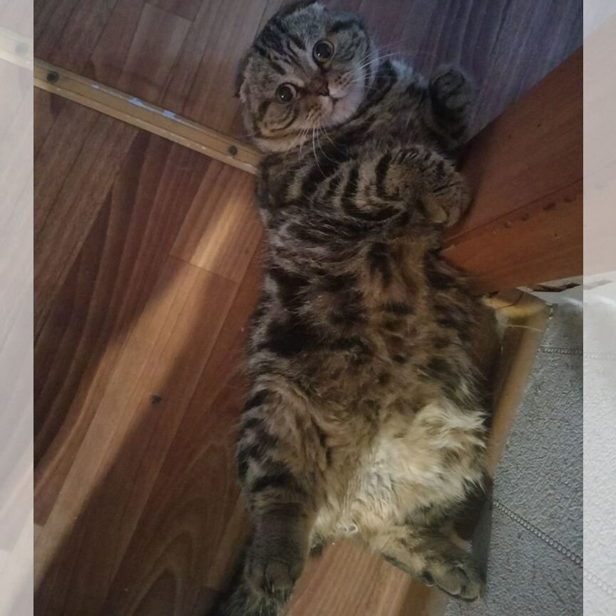 Шотландский вислоухий короткошёрстный кот, взрослый