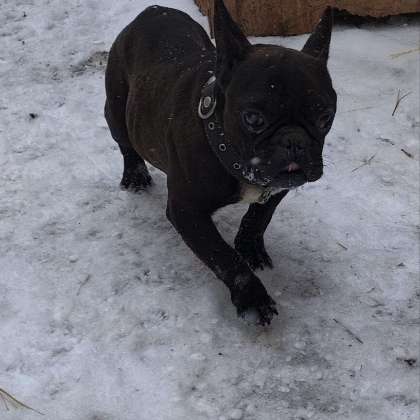 Мальчик французский бульдог в ужасном состоянии