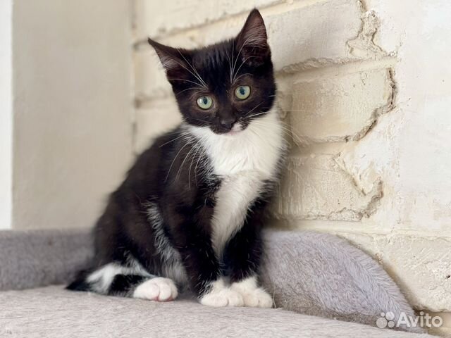 Котенок 3 мес. Бэлла. Привита. Привезем