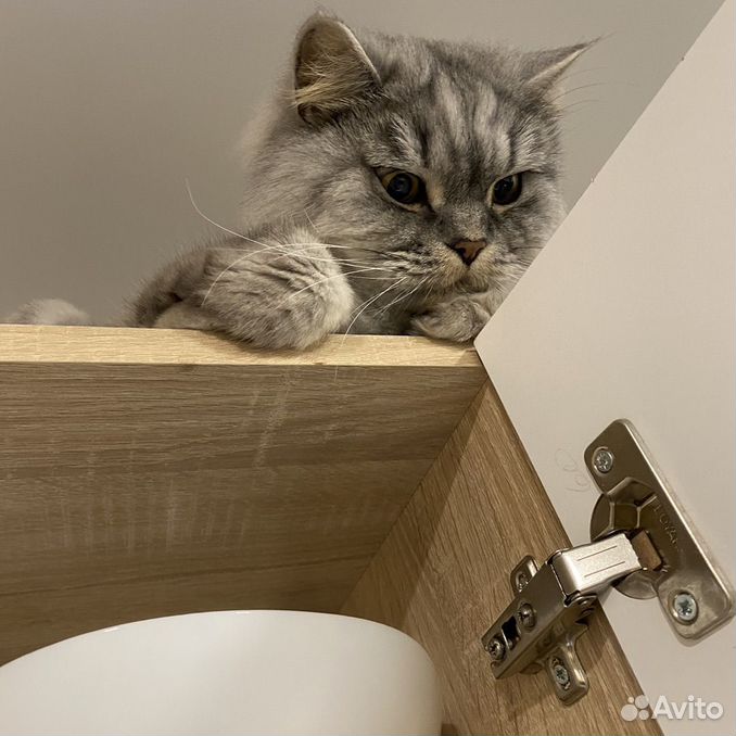 Отдам шатландского кота в добрые руки