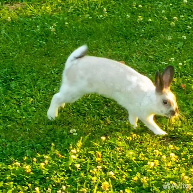 Ручной кролик