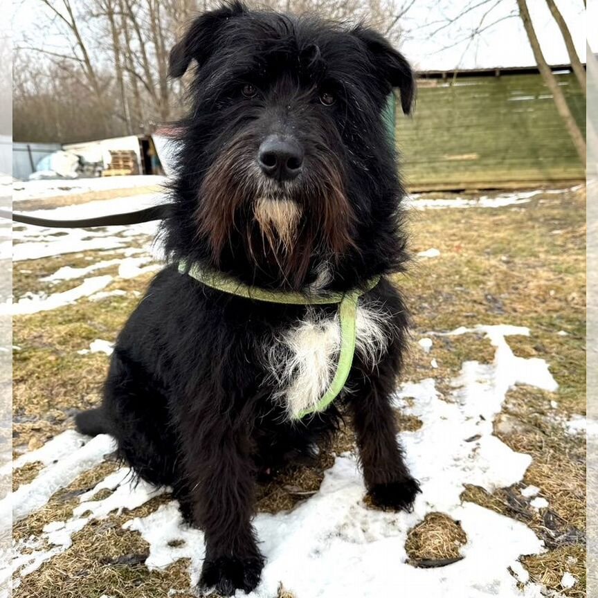 Невероятный. Волшебный пес