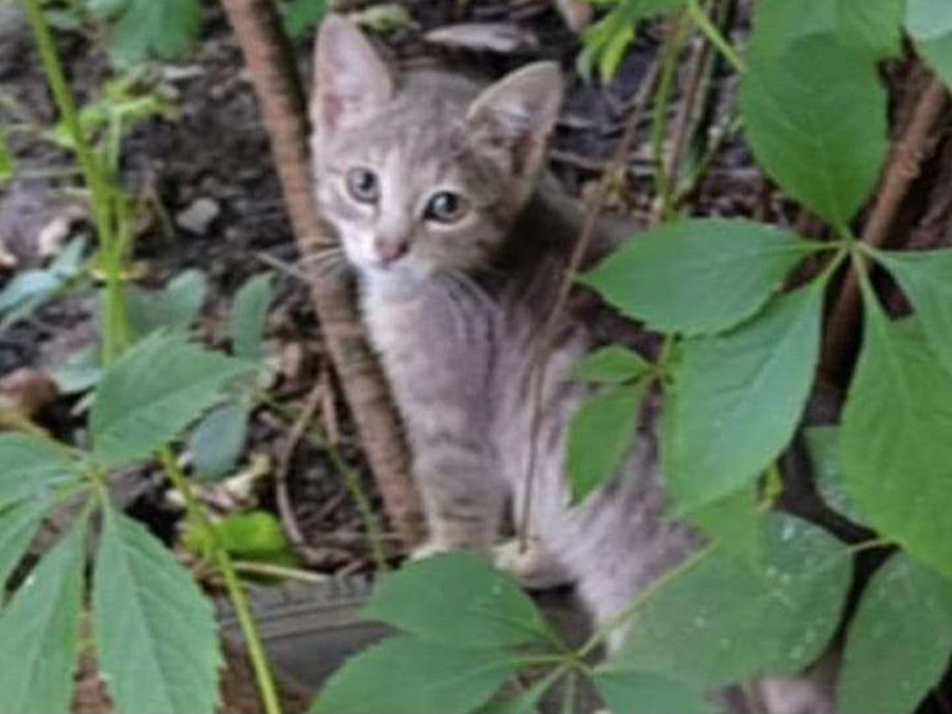 Кошки в добрые руки бесплатно