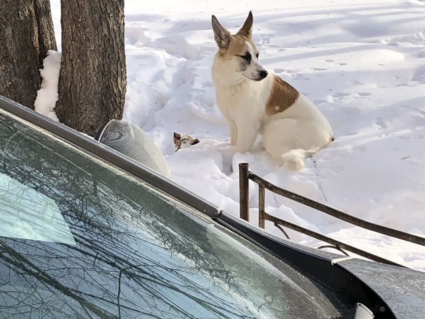 Бьют собаку