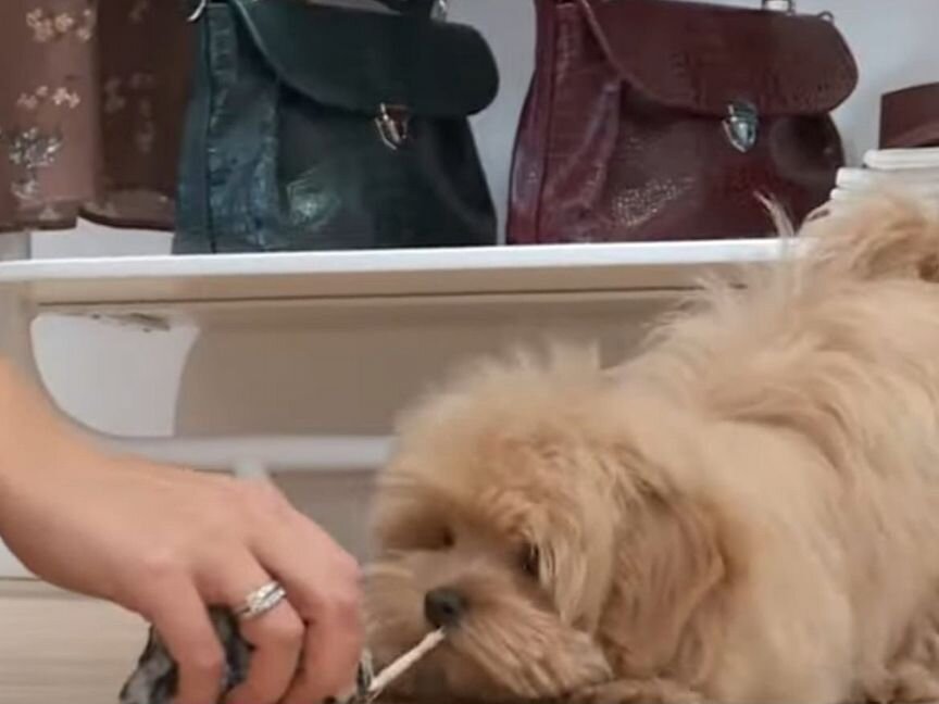 Продаем щенков Мальтипу-порода болонки