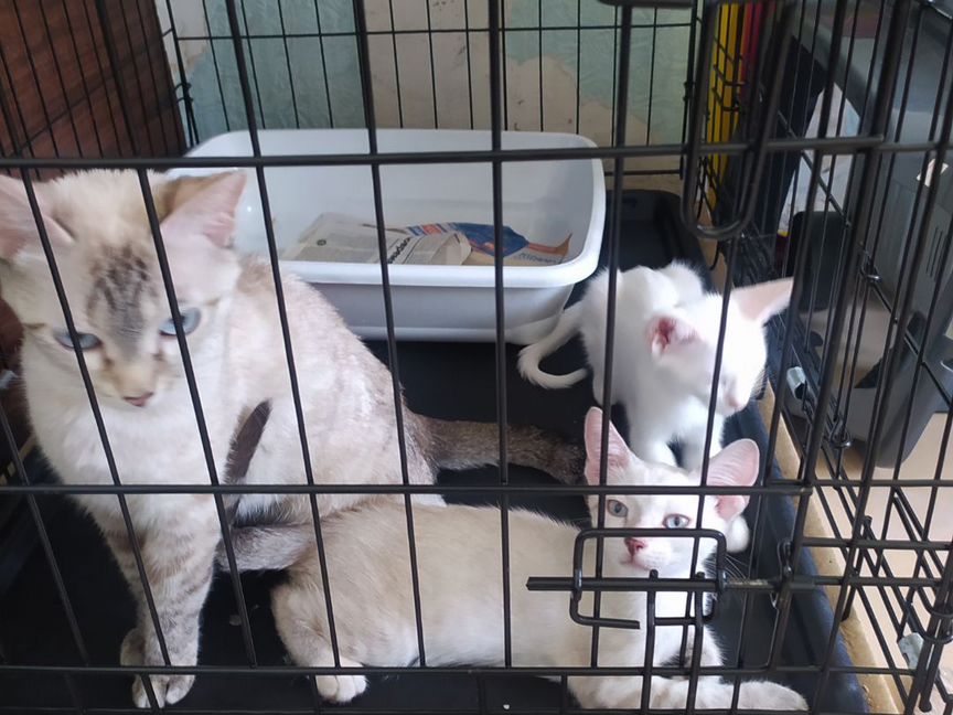 Котята в добрые руки, 2 месяца