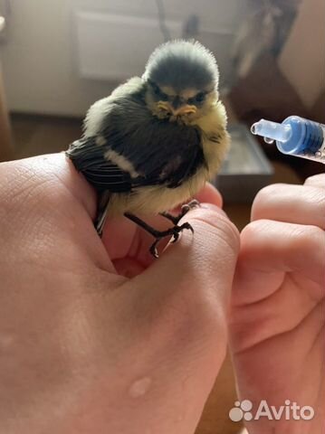 Птенец синицы