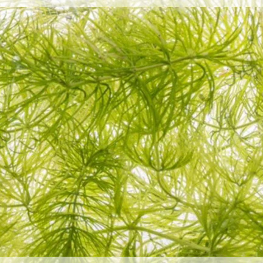 Роголистник