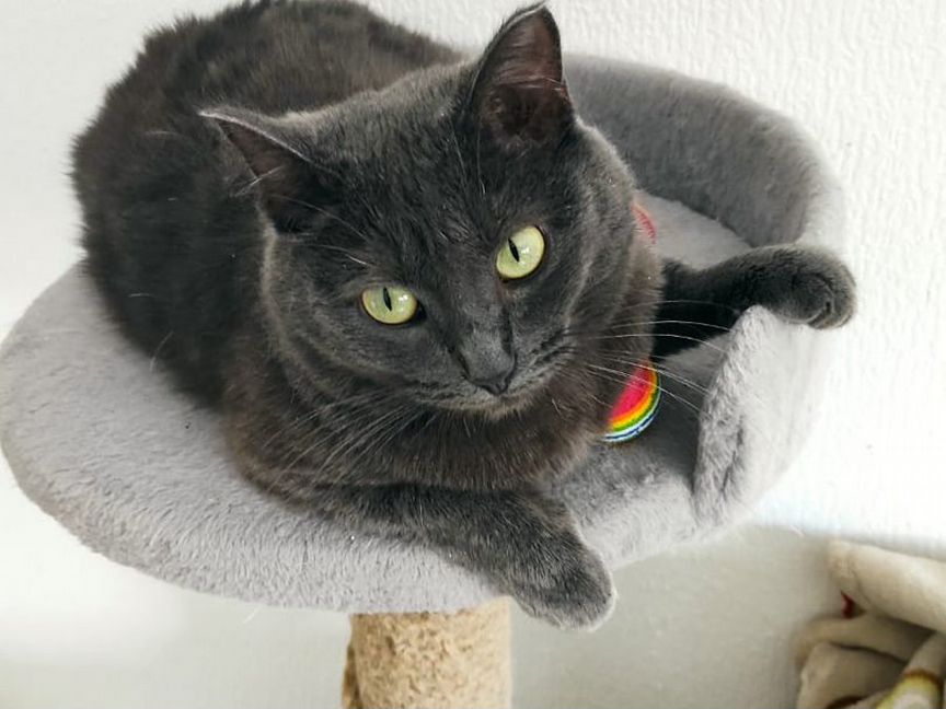 Умная кошечка-игрулька в добрые руки