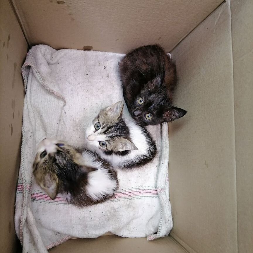 Котята отдам бесплатно