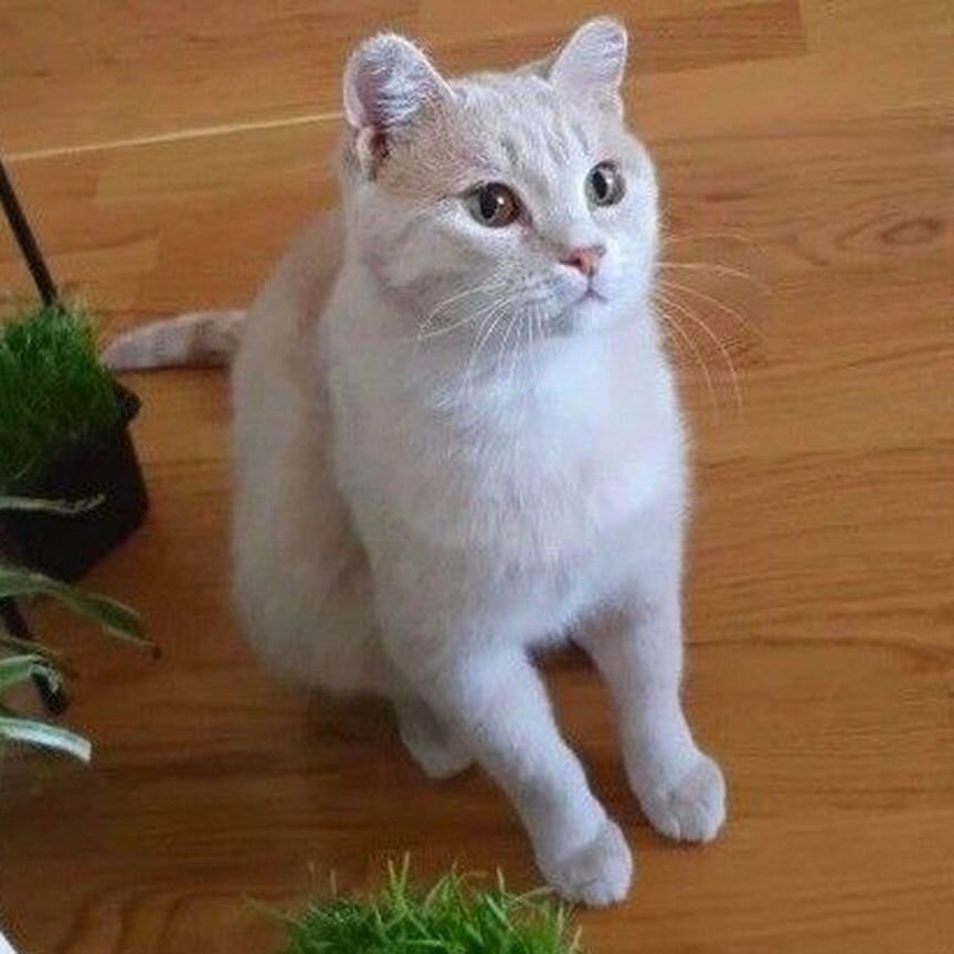 Взрослый кот в добрые руки