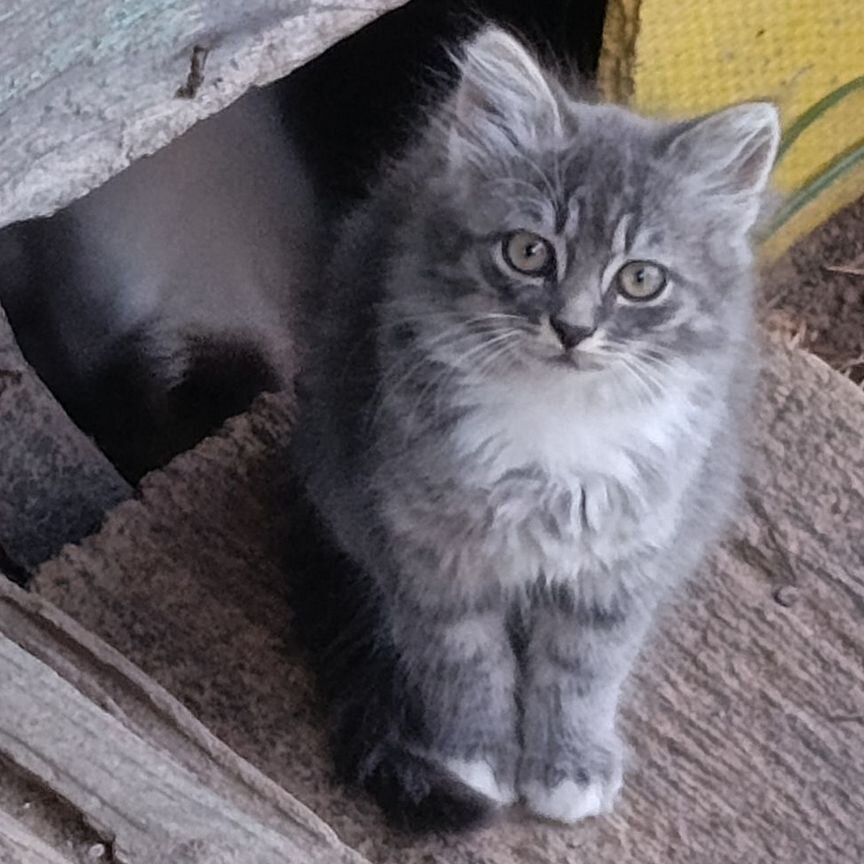 Отдам милых котят в добрые руки