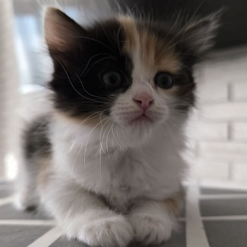 Отдам в добрые руки котят