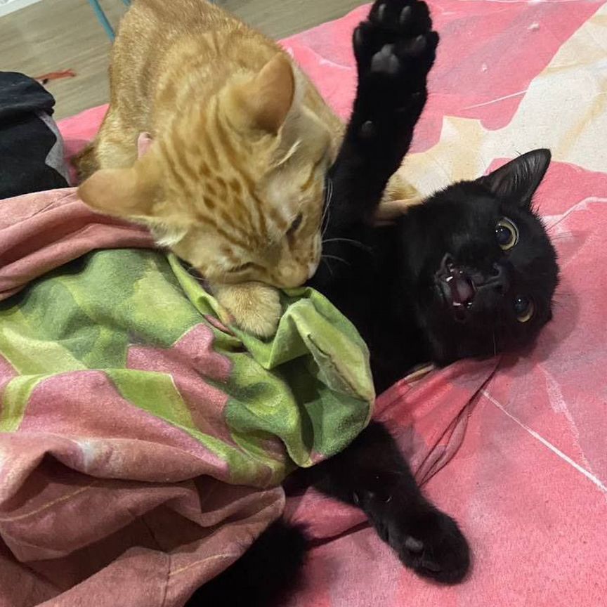 Отдам в добрые руки котов