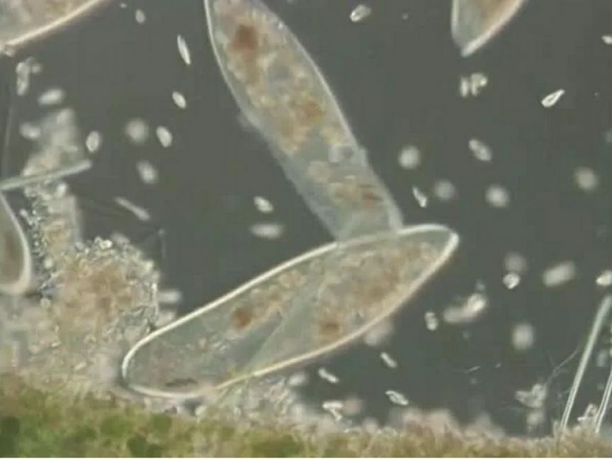 И.щ.у. Инфузории для мальков