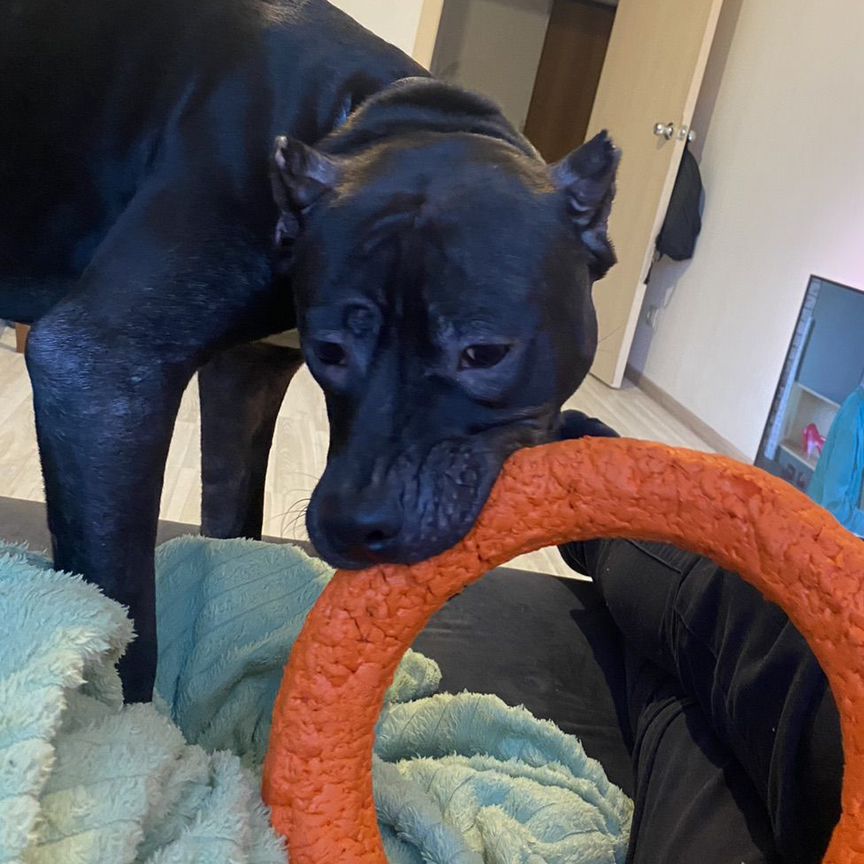 Питбуль Бостон