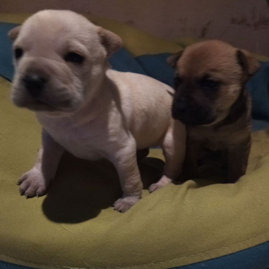 Щенки шарпейки