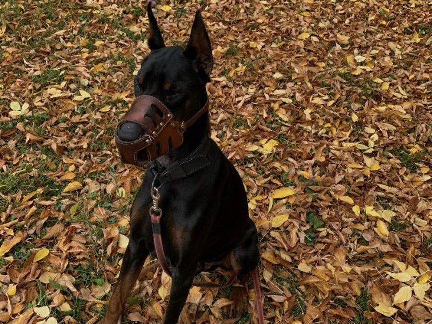 Доберман в добрые руки