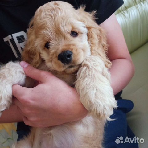 Кокер спаниель английский