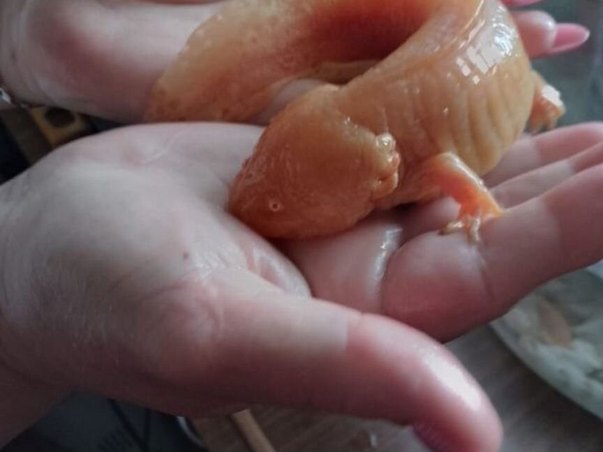 Рыбка аксолотль