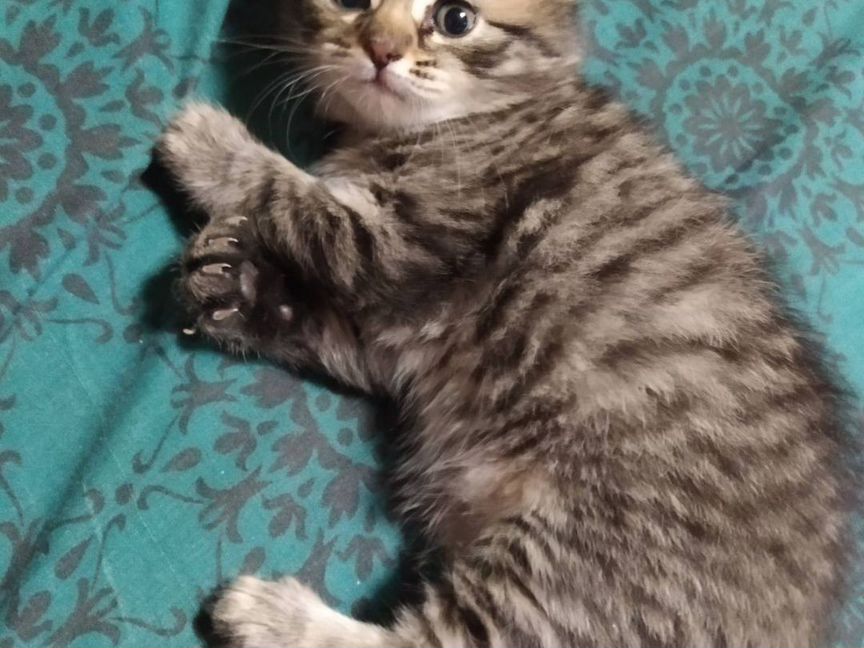 Котенок