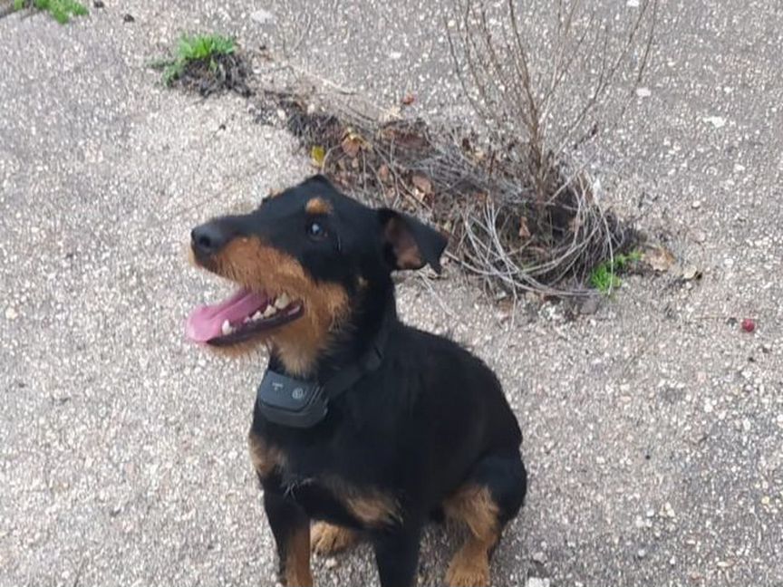 Кобель Ягдтерьера готов для случки (2 года)