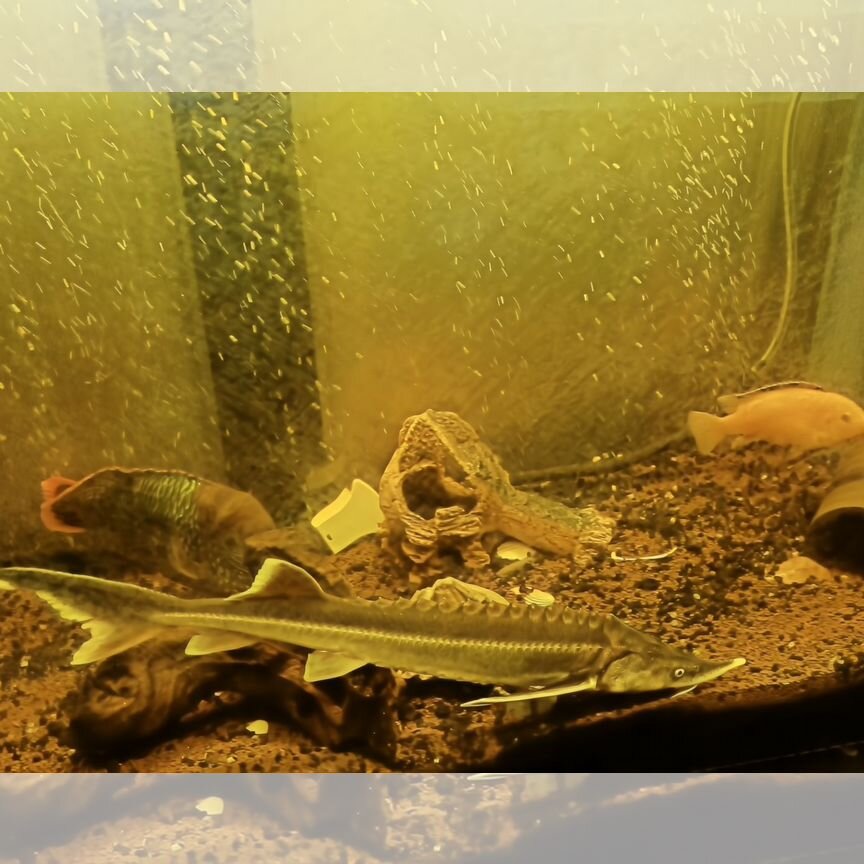 Стерлядь, акара, цихлида аквариумные