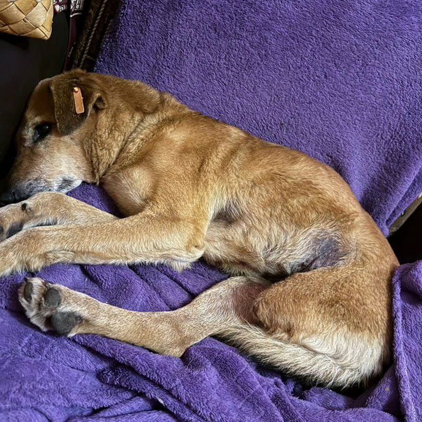 Щеночек трехлапик,либо потерчли,либо выбросили