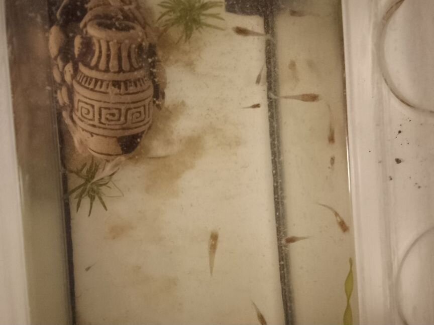 Аквариумные рыбки гуппи