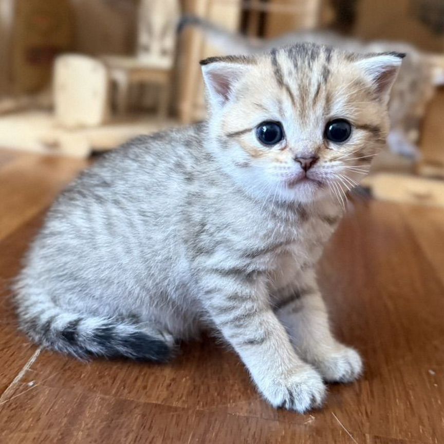 Шотландский прямоухий короткошёрстный котёнок