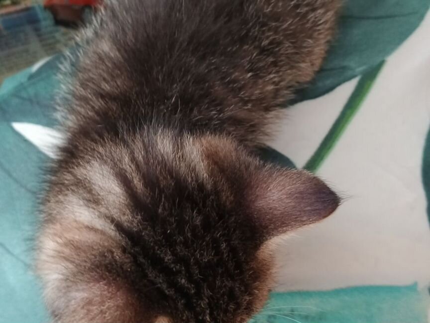 Отдам котëнка в добрые руки