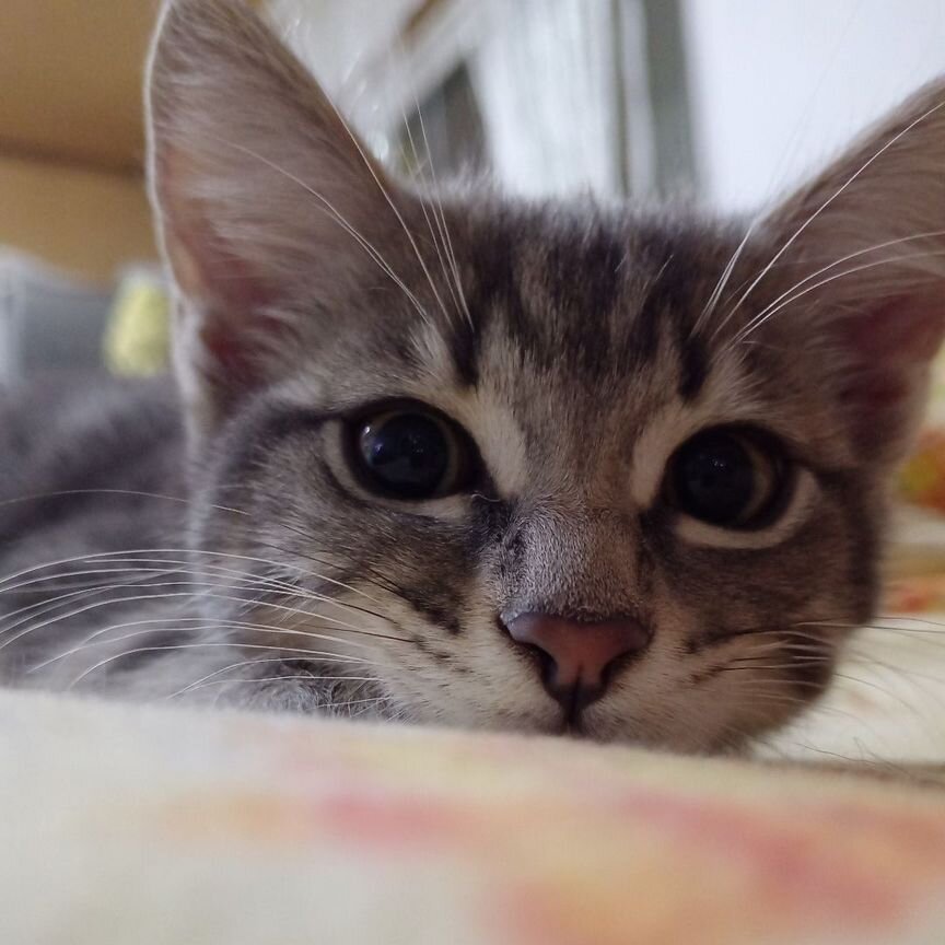 Котята