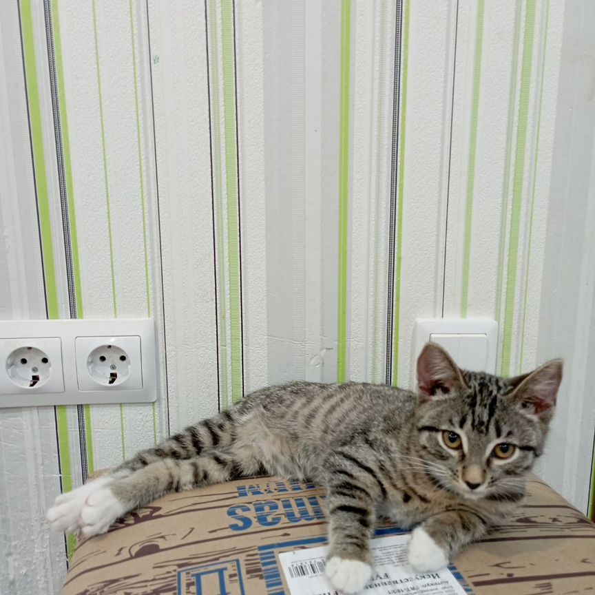Котенок в добрые руки, приученный к лотку