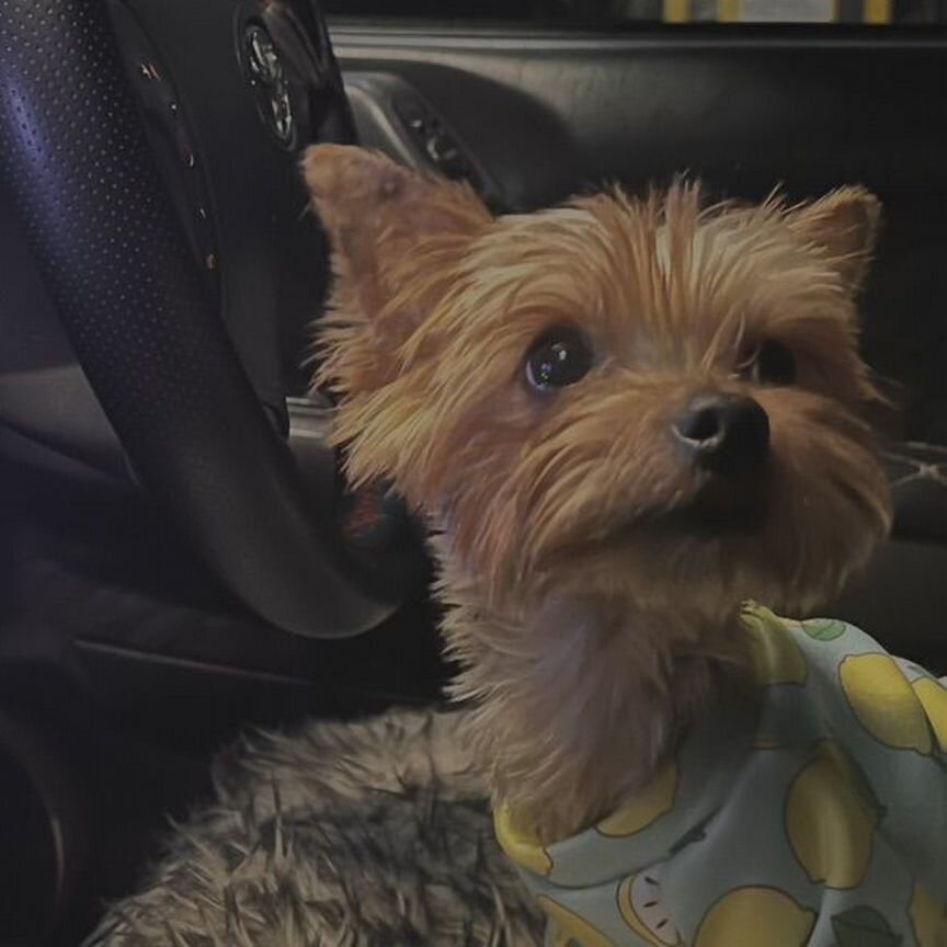 Йоркширский терьер, взрослая собака