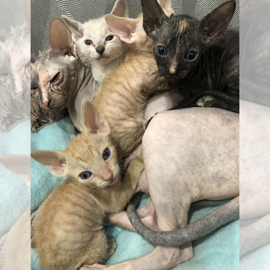 Донской сфинкс котёнок