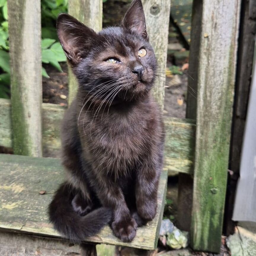 Котёнок с шоколадным отливом