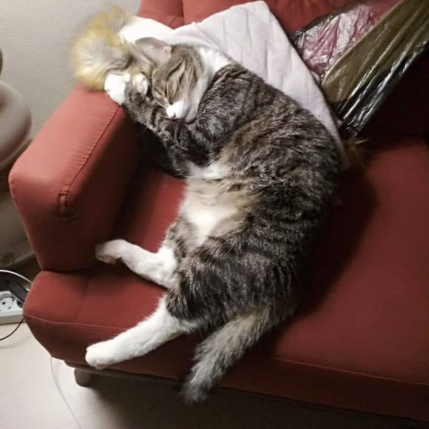 Отдам кота в добрые руки