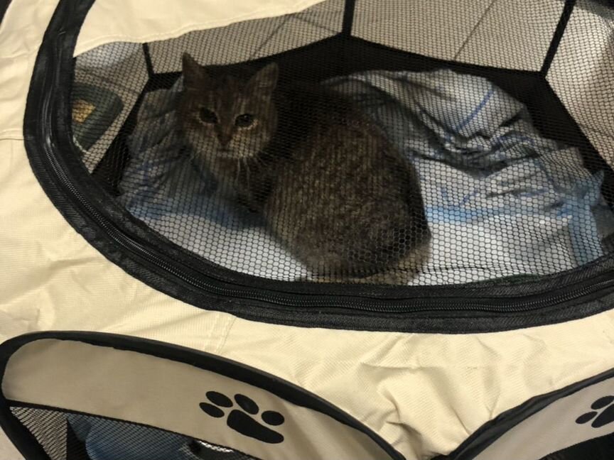 Кошка